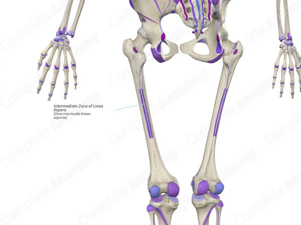 Intermediate Zone of Linea Aspera | Complete Anatomy