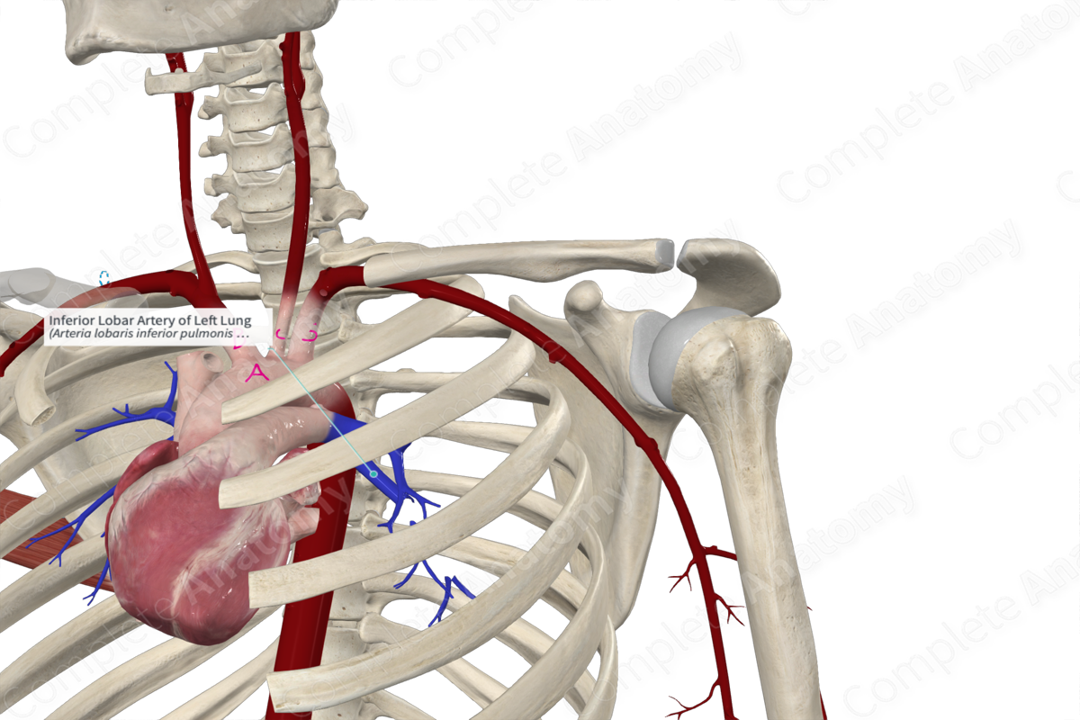 Inferior Lobar Artery Of Left Lung Complete Anatomy