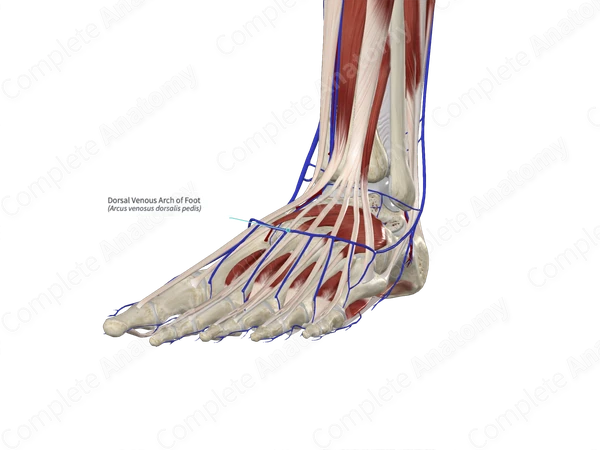 Dorsal Venous Arch of Foot | Complete Anatomy