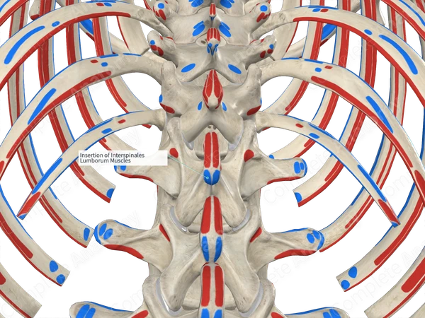 Insertion of Interspinales Lumborum Muscles | Complete Anatomy