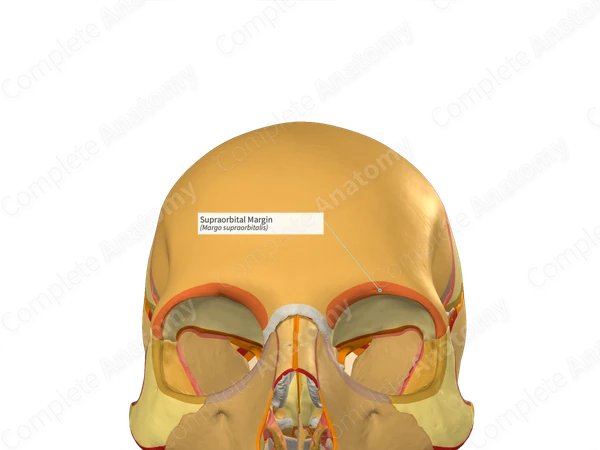 Supraorbital Margin (Right) | Complete Anatomy