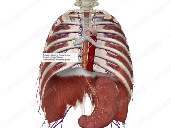 Anterior Gastric Branches of Anterior Vagal Trunk | Complete Anatomy