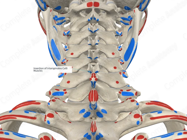 Insertion of Interspinales Colli Muscles | Complete Anatomy