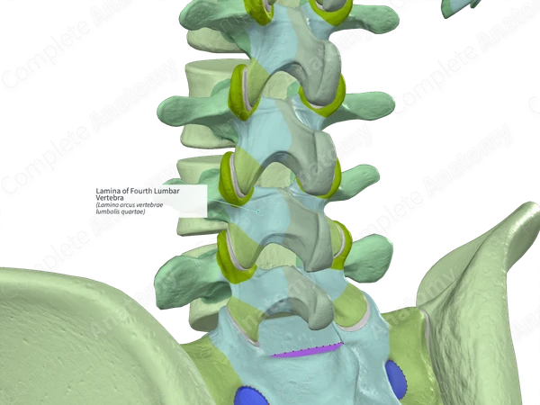 Lamina of Fourth Lumbar Vertebra (Right) | Complete Anatomy