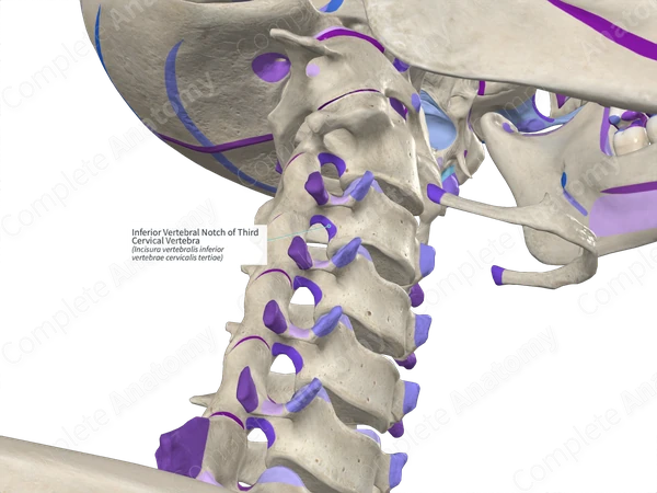 Inferior Vertebral Notch of Third Cervical Vertebra (Left) | Complete ...