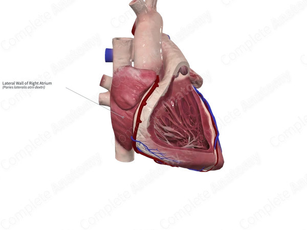 Lateral Wall of Right Atrium | Complete Anatomy