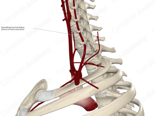 Ascending Cervical Artery | Complete Anatomy