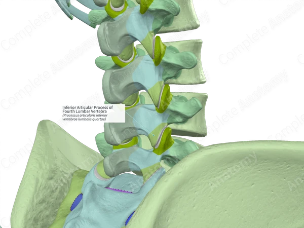 Inferior Articular Process of Fourth Lumbar Vertebra (Right) | Complete ...