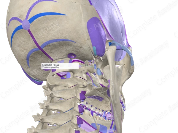Scaphoid Fossa (Right) | Complete Anatomy