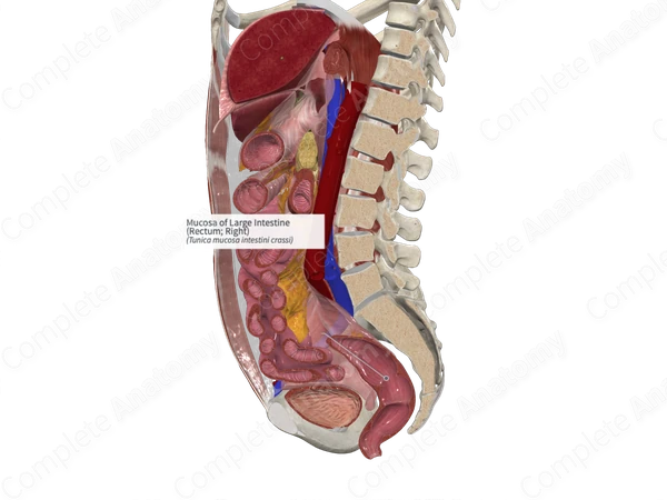 Mucosa of Large Intestine (Rectum; Right) | Complete Anatomy
