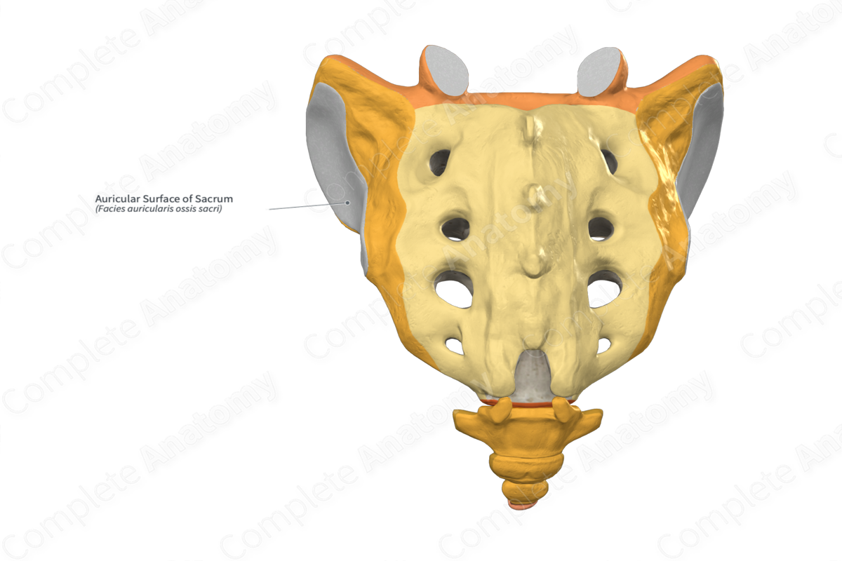 Auricular Surface Of Sacrum Complete Anatomy
