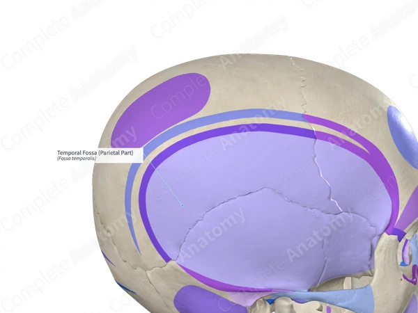 Temporal Fossa (Parietal Part) | Complete Anatomy