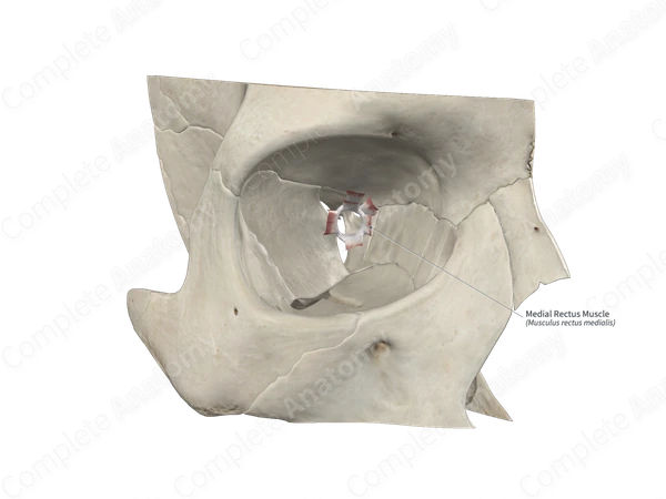 Medial Rectus Muscle | Complete Anatomy
