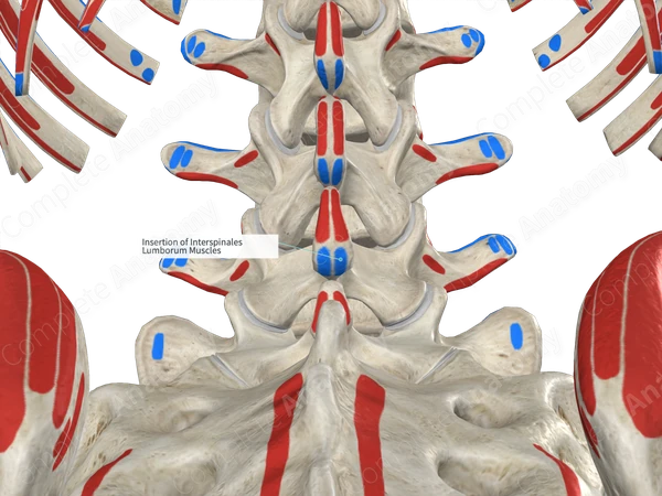 Insertion of Interspinales Lumborum Muscles | Complete Anatomy