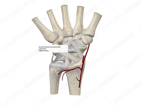Scaphotrapeziotrapezoidal Ligament | Complete Anatomy