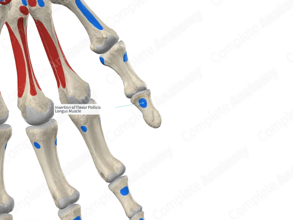 Insertion of Flexor Pollicis Longus Muscle | Complete Anatomy