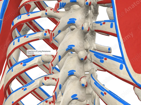 Insertion of Long Rotatores Muscles | Complete Anatomy