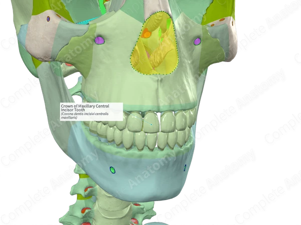 Crown of Maxillary Central Incisor Tooth | Complete Anatomy