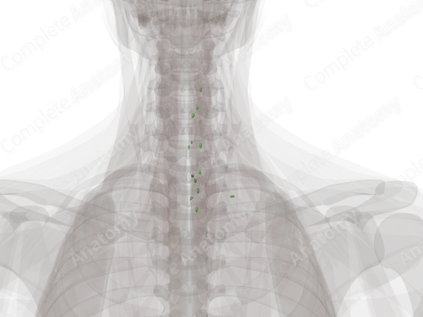 Anterior Cervical Nodes (Left) | Complete Anatomy