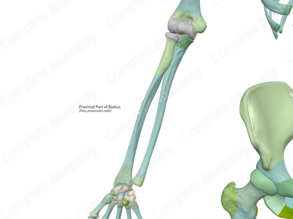 Proximal Part of Radius | Complete Anatomy