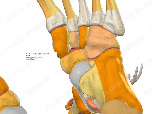 Plantar Surface of Navicular Bone | Complete Anatomy