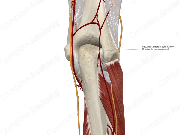Recurrent Interosseous Artery | Complete Anatomy