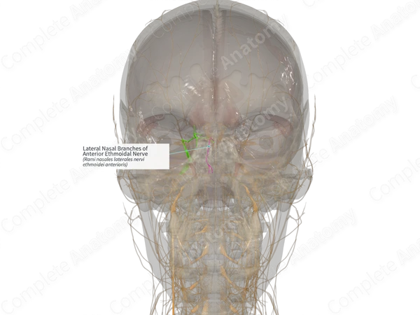 Lateral Nasal Branches of Anterior Ethmoidal Nerve (Right) | Complete ...