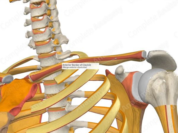 Anterior Border of Clavicle | Complete Anatomy