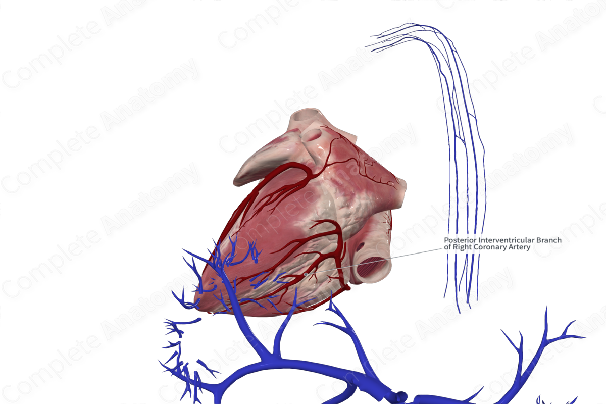 Inferior Interventricular Artery | Complete Anatomy