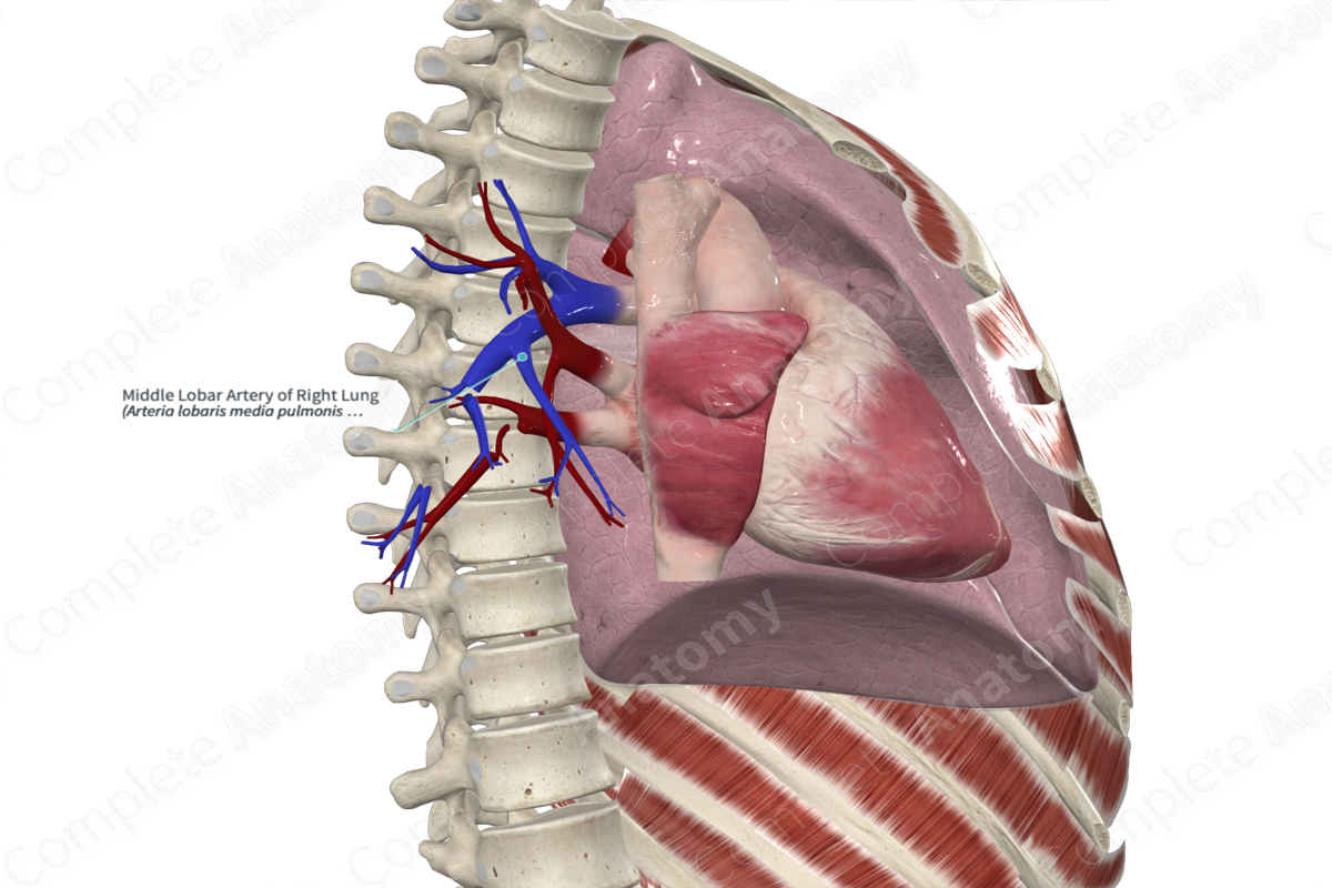 Middle Lobar Artery Of Right Lung Complete Anatomy