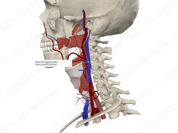 Internal Jugular Vein | Complete Anatomy