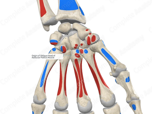 Origin of Oblique Head of Adductor Pollicis Muscle | Complete Anatomy
