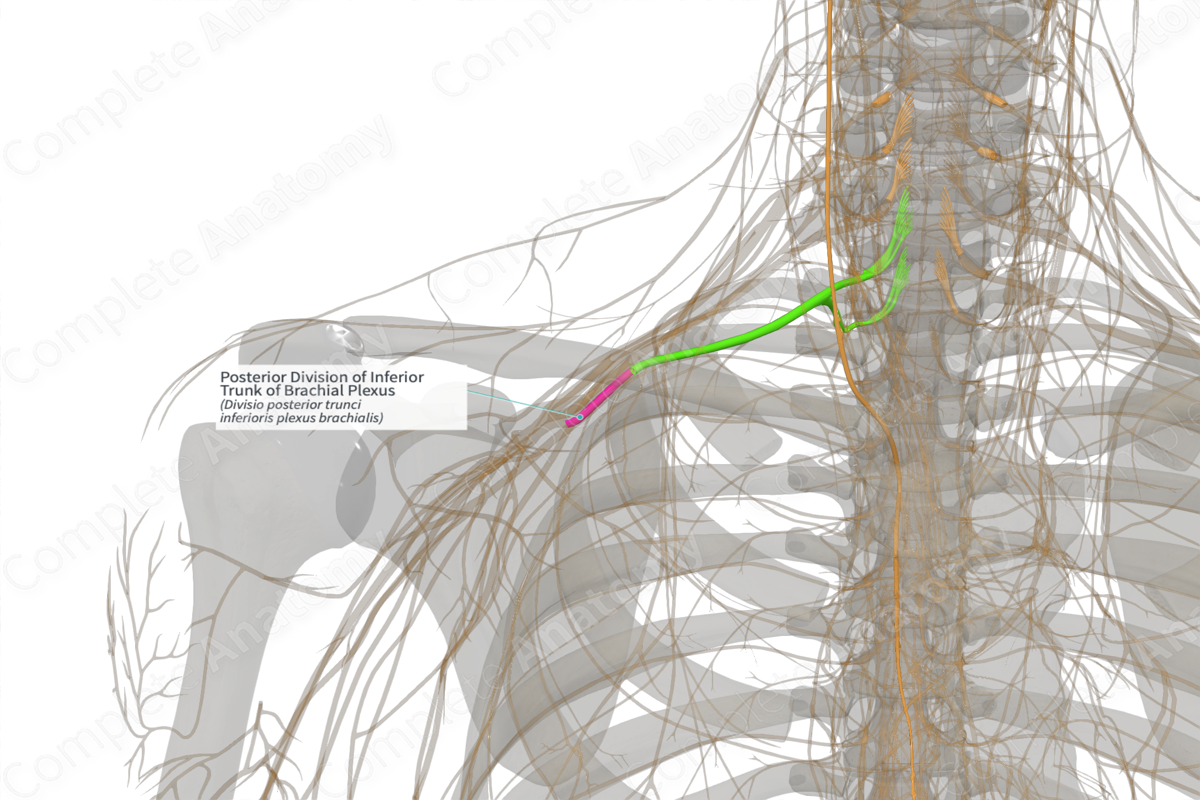 Posterior Division Of Inferior Trunk Of Brachial Plexus Right