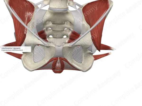 Interfoveolar Ligament | Complete Anatomy