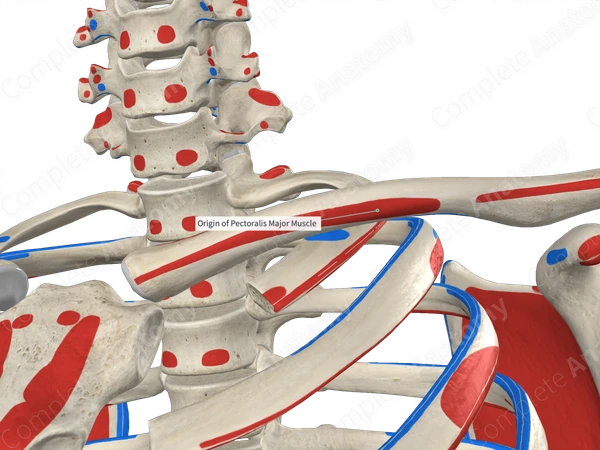Origin of Pectoralis Major Muscle | Complete Anatomy