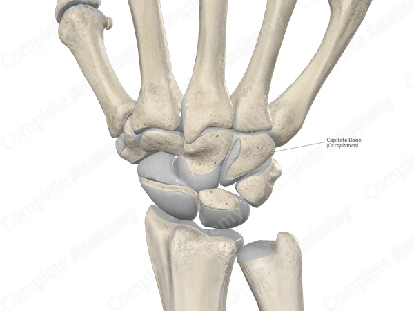 Capitate Bone | Complete Anatomy