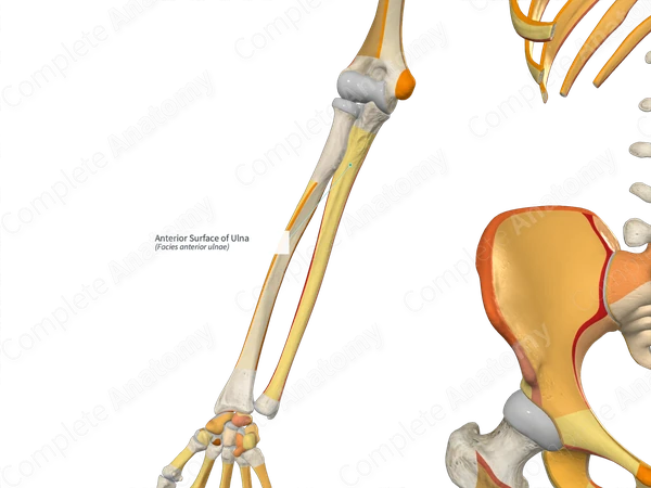 Anterior Surface of Ulna | Complete Anatomy