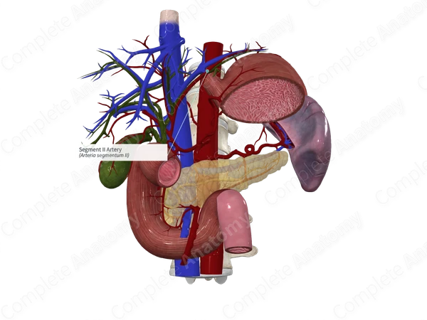 Segment II Artery | Complete Anatomy