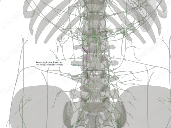 Retrocaval Lymph Vessels | Complete Anatomy