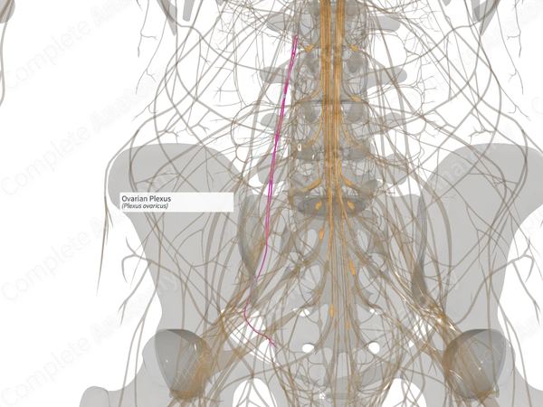 Ovarian Plexus (Left) | Complete Anatomy