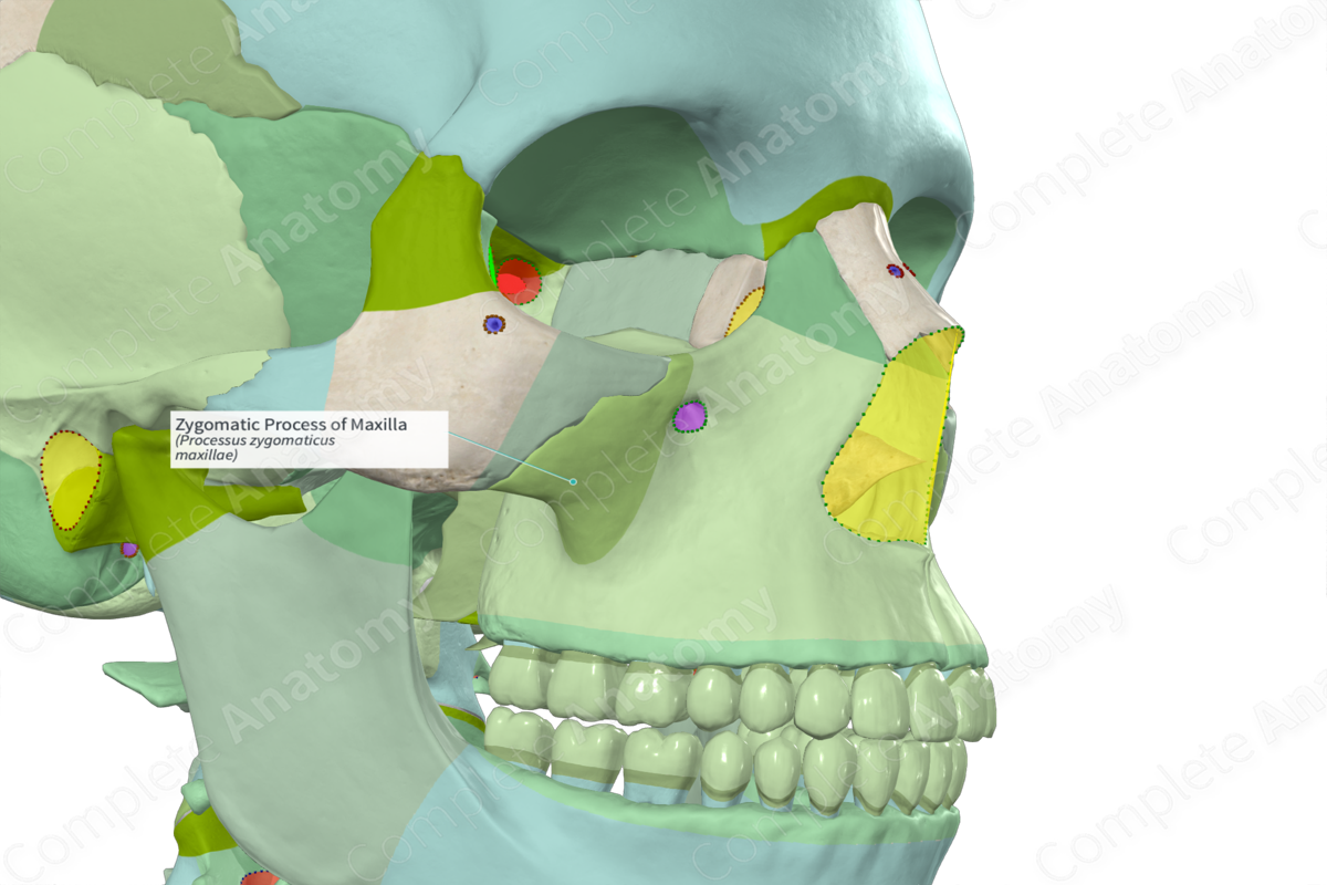 Zygomatic Process of Maxilla | Complete Anatomy