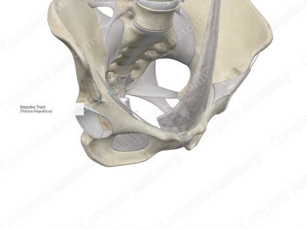Easy Notes On Iliopubic Tractlearn In Just 4 Minutes Description Of