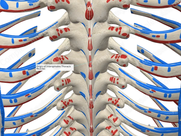 Origin of Interspinales Thoracis Muscles | Complete Anatomy