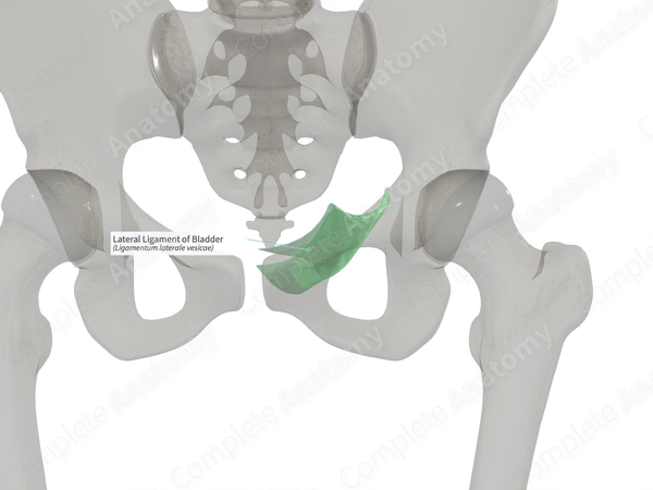 Lateral Ligament of Bladder (Left) | Complete Anatomy