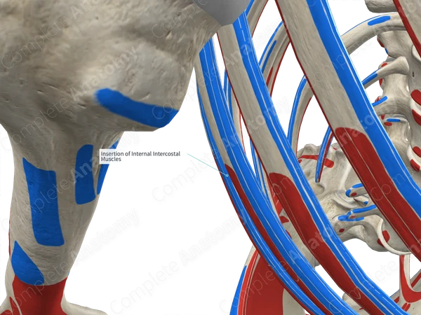 Insertion of Internal Intercostal Muscles | Complete Anatomy