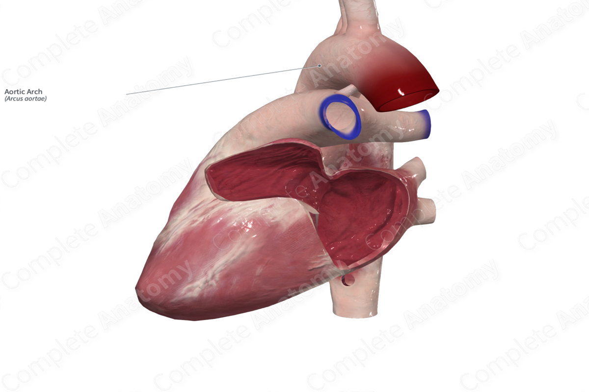 Aortic Arch | Complete Anatomy