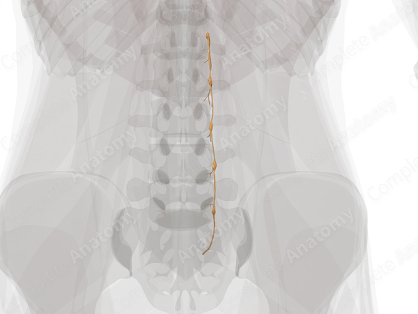 Sympathetic Trunk (Lumbar; Left) | Complete Anatomy