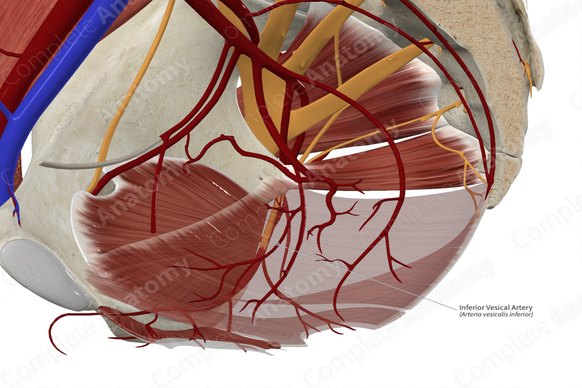 Inferior Vesical Artery Complete Anatomy