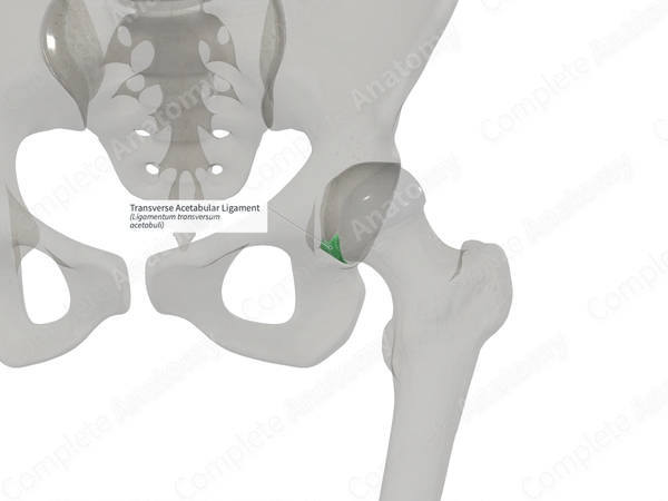 Transverse Acetabular Ligament (Right) | Complete Anatomy