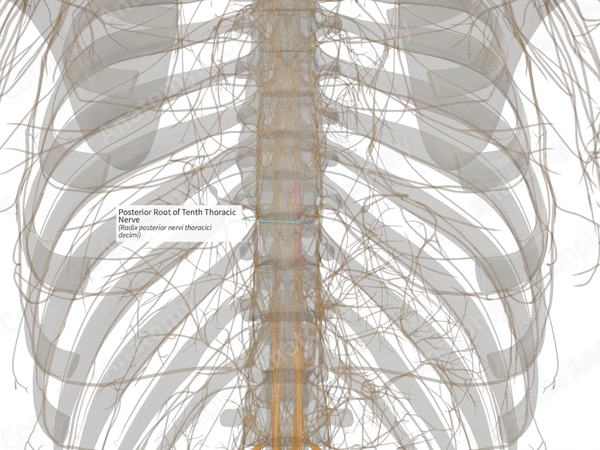 Posterior Root of Tenth Thoracic Nerve (Right) | Complete Anatomy